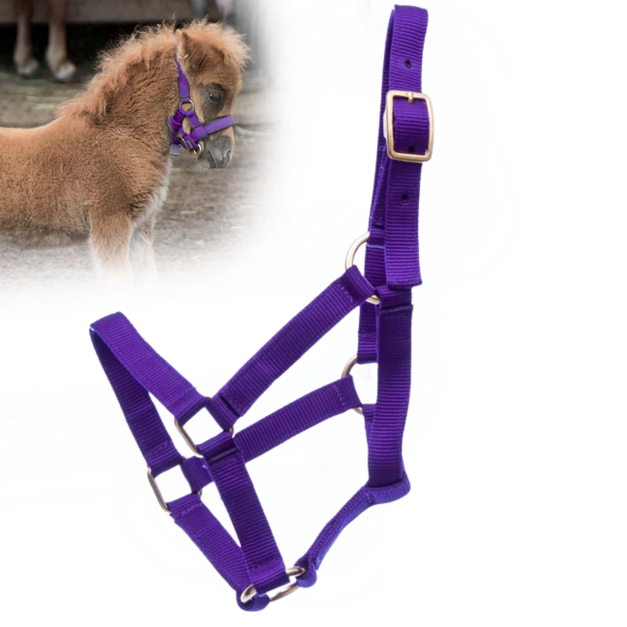 Jeffers Equine Mini Horse Halter – 3/4" Nylon Adjustable Halter for ...