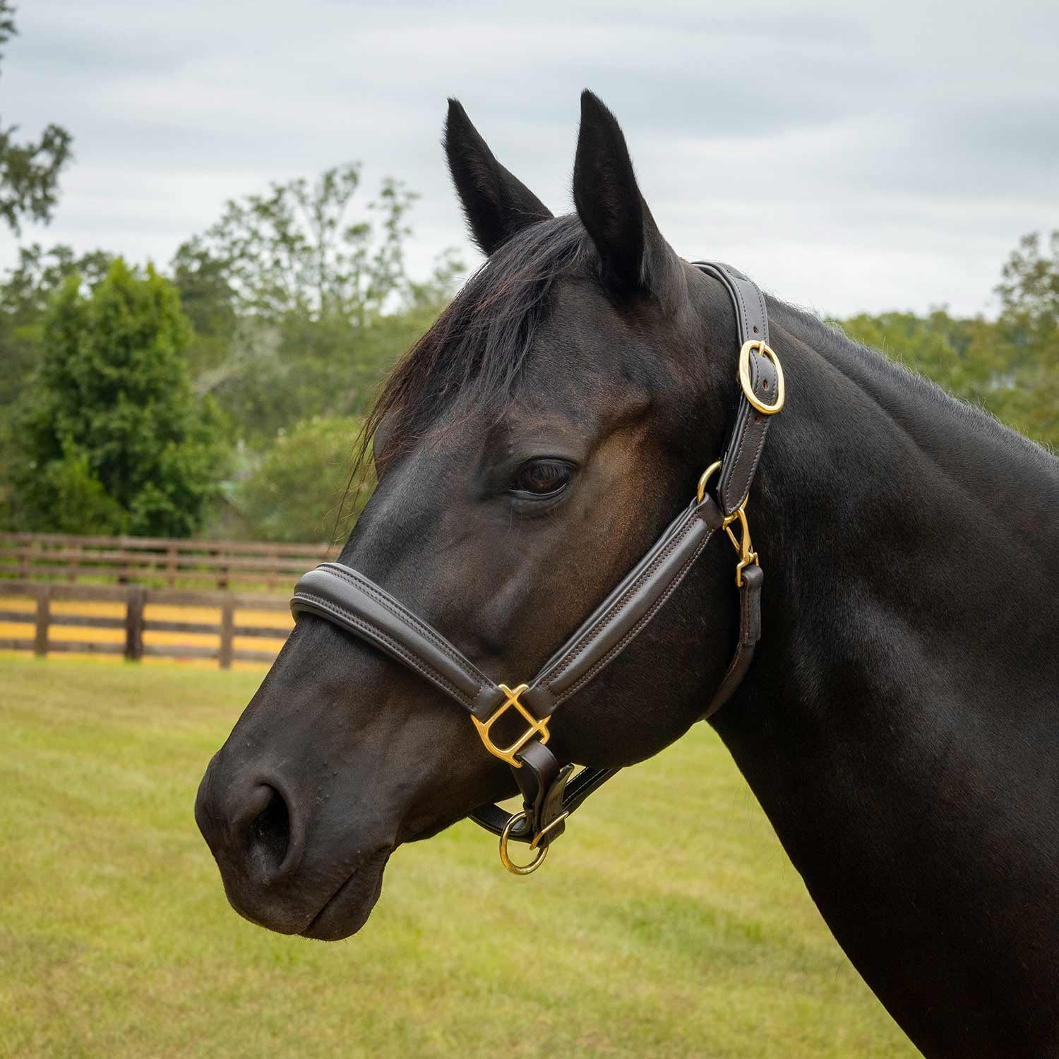Jeffers Equine Softie Padded Leather Horse Halter, Cob – Adjustable ...