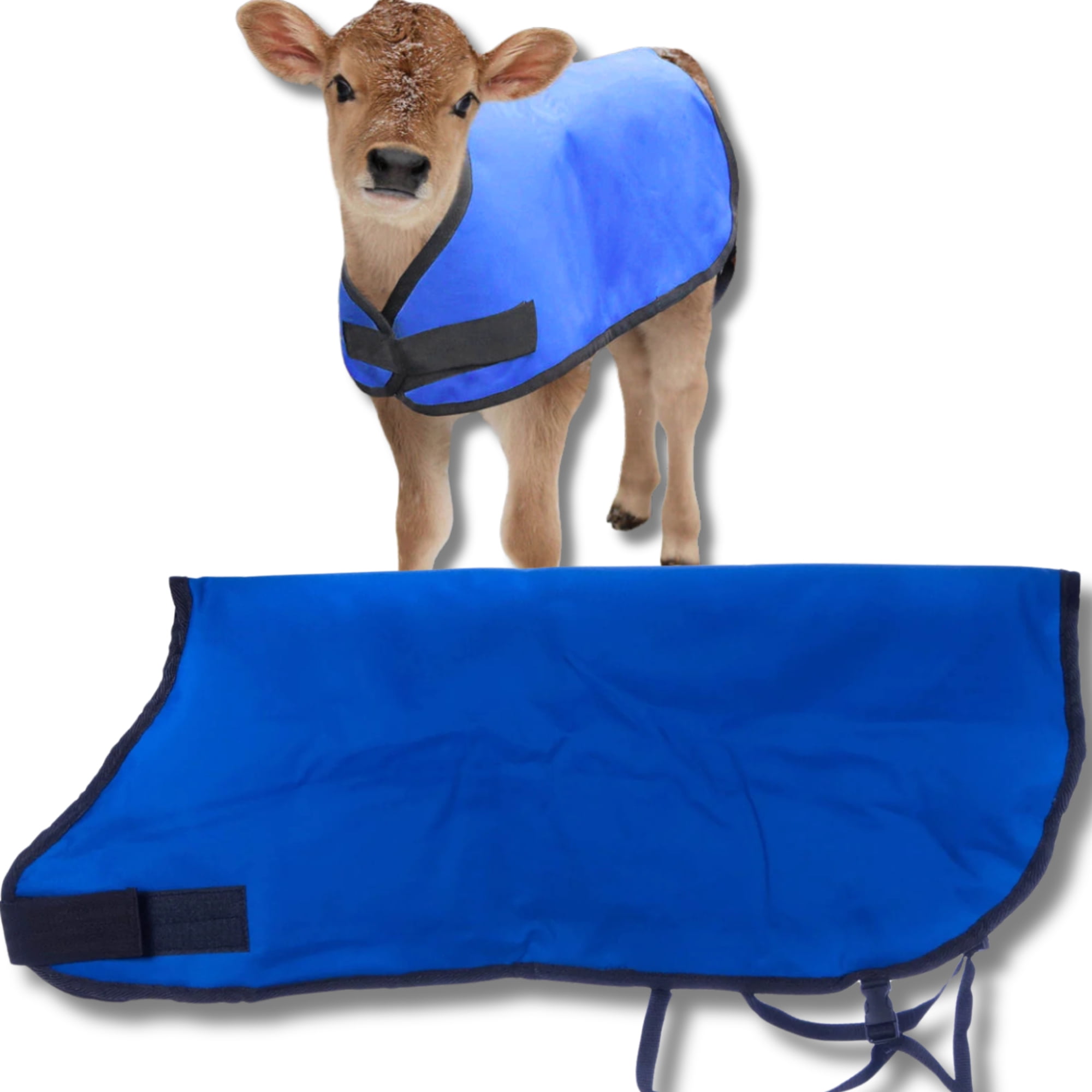 Jeffers Livestock Insulated Calf Blanket, Blue, 1 Pack - 200 grams of ...