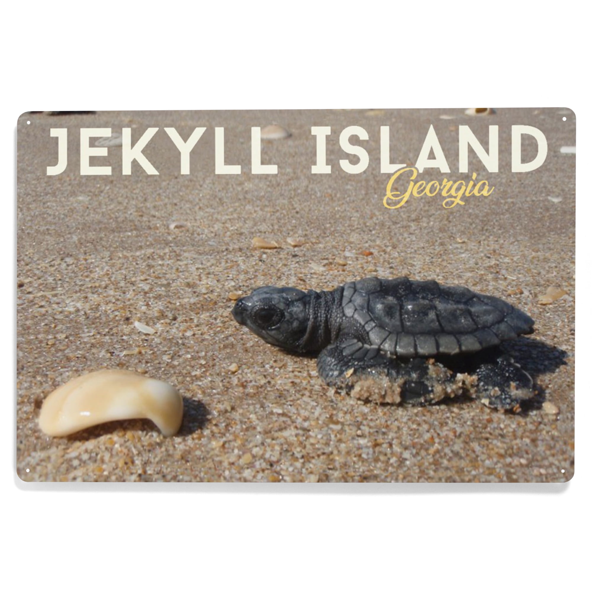 Jekyll Island, Georgia, Kemp's Ridley Sea Turtle (12x18 Aluminum Art ...