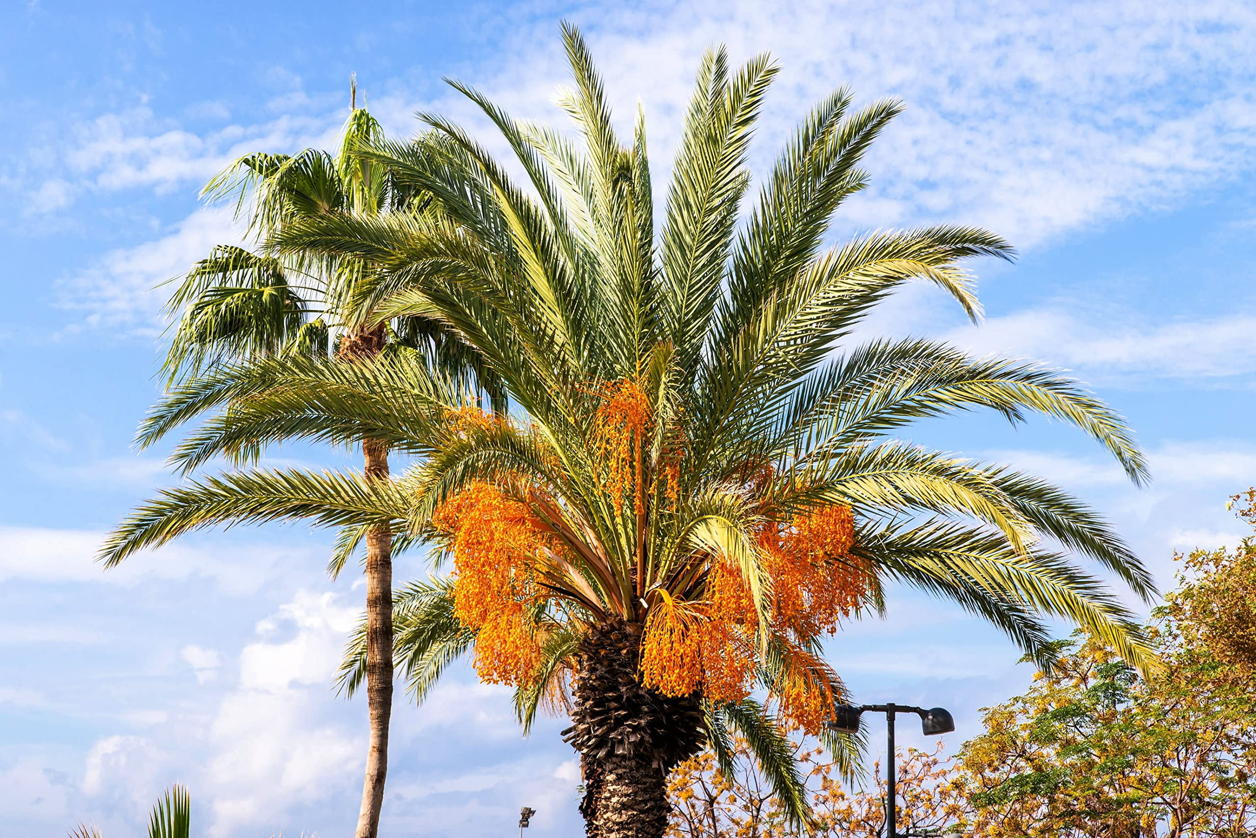 CZ Grain 5 Jelly Palm Butia Capitata Plant Seeds - Walmart.com