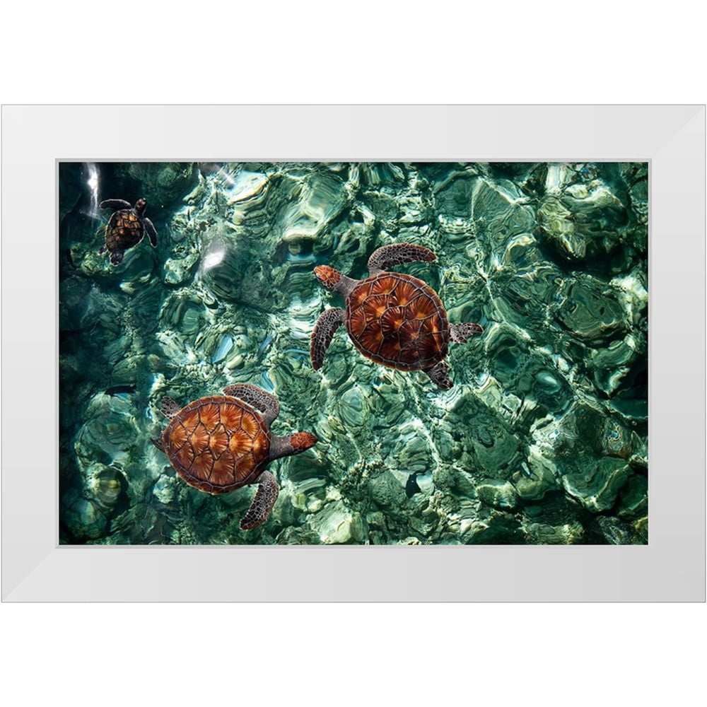 Jenny Rainbow Fine Art 24x17 White Modern Wood Framed Museum Art Print Titled - Sea Turtles in ...