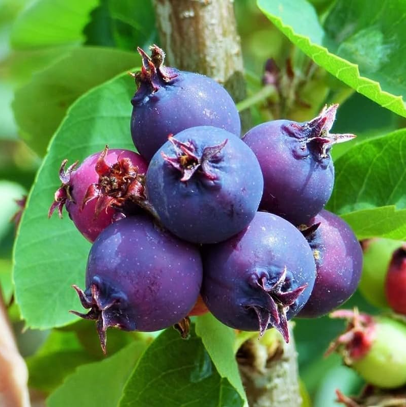 Jennybelle Edible Serviceberry Live Rooted Starter Plant for Planting ...
