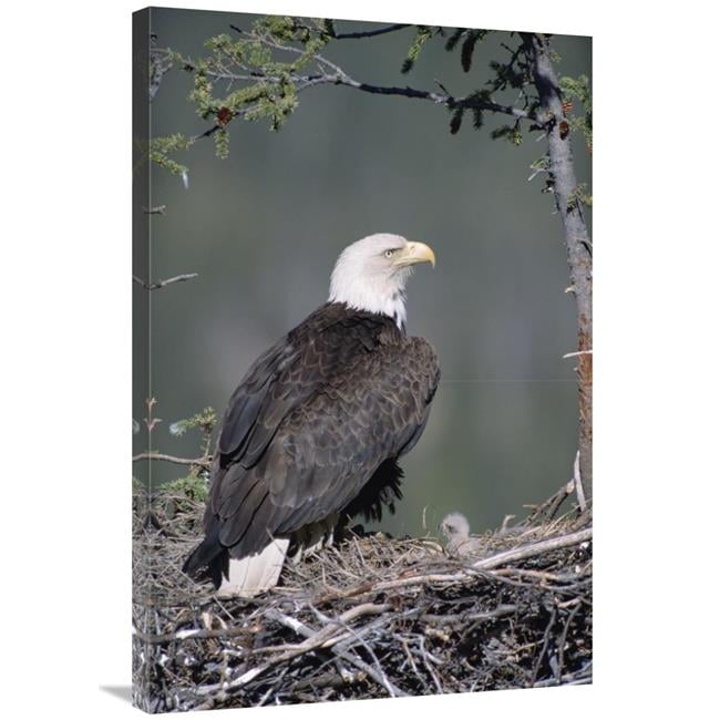 Jensen Distribution Michael Quinton Bald Eagle Parent 24" x 36" Framed ...