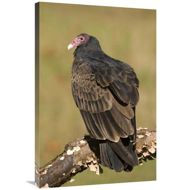 Jensen Distribution Steve Gettle Turkey Vulture 24" x 36" Framed Art ...
