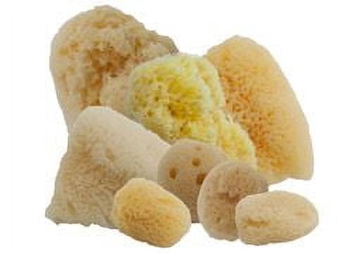 Jerry's Artarama Exclusive Aphrodite Paint Sponges Value Pack #6 ...