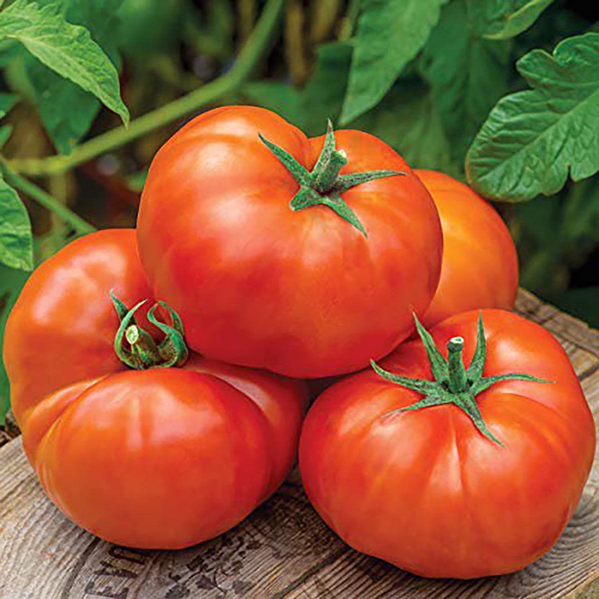 Jersey Boy Hybrid Tomato Plant - 3.5" Pot - Great Slicing Tomato ...