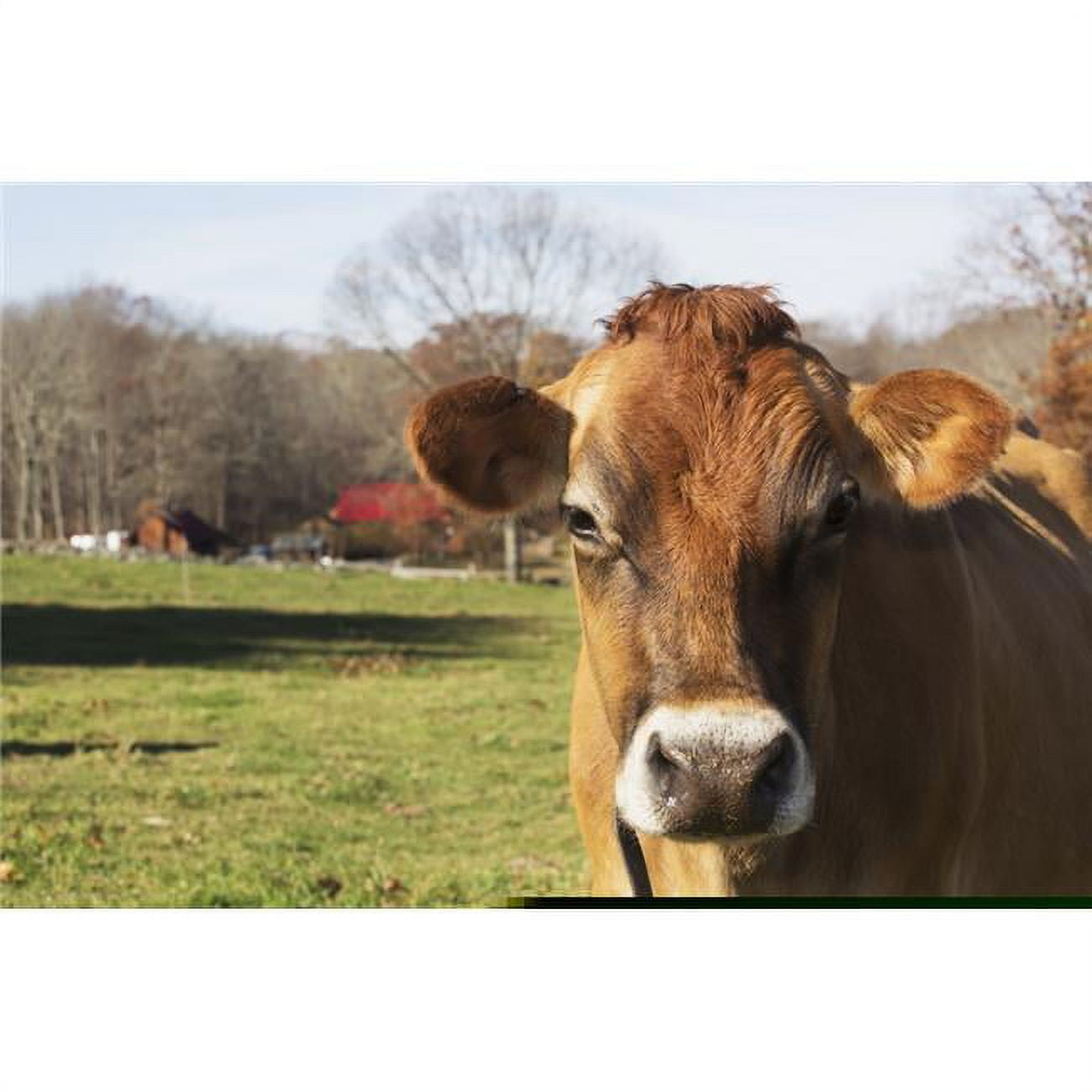 Jersey Cattle Usa