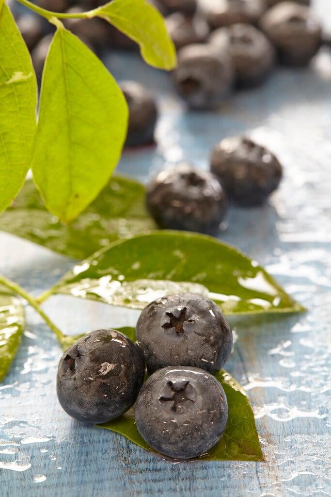 Jersey' Highbush Blueberry 3 Gallon - Walmart.com