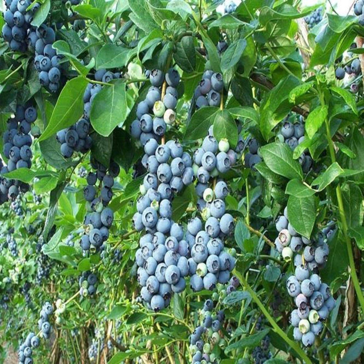 Jersey Highbush Blueberry-Sweet Berries for Garden 3 Gallon - Walmart.com