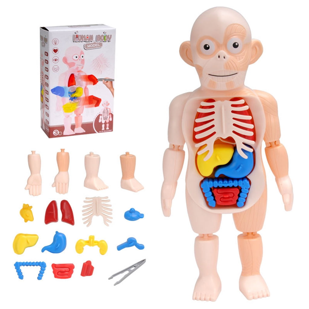 Jesscasday Brain Game Learning Toy DIY Assembly 3D Human Body Puzzle ...