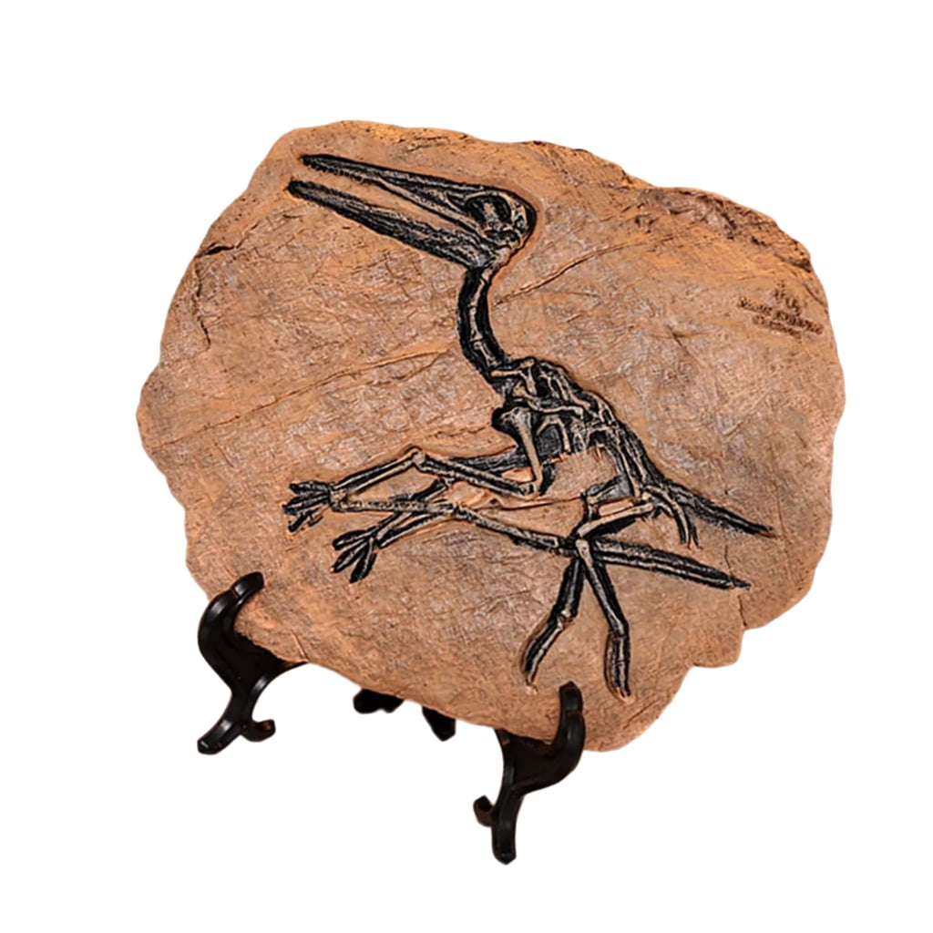 Jesscasday Detailed Simulated Dinosaur Skeleton Sculpture Fossils for ...