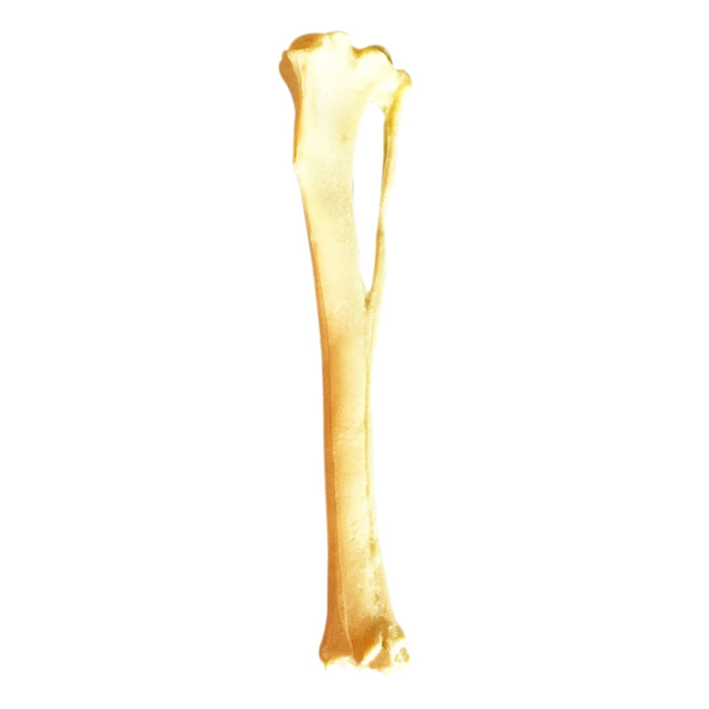 Jesscasday Dog Anatomy Tibia Skeletal Model Dog Bone Model, Dog Tibia ...