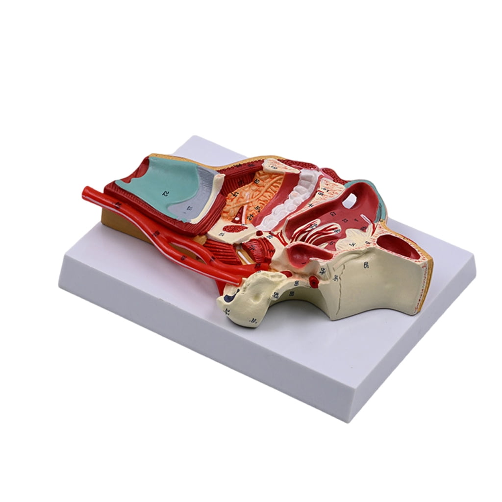 Jesscasday Human Nasal Cavity Model Human Orals Cavity Nose Throat ...