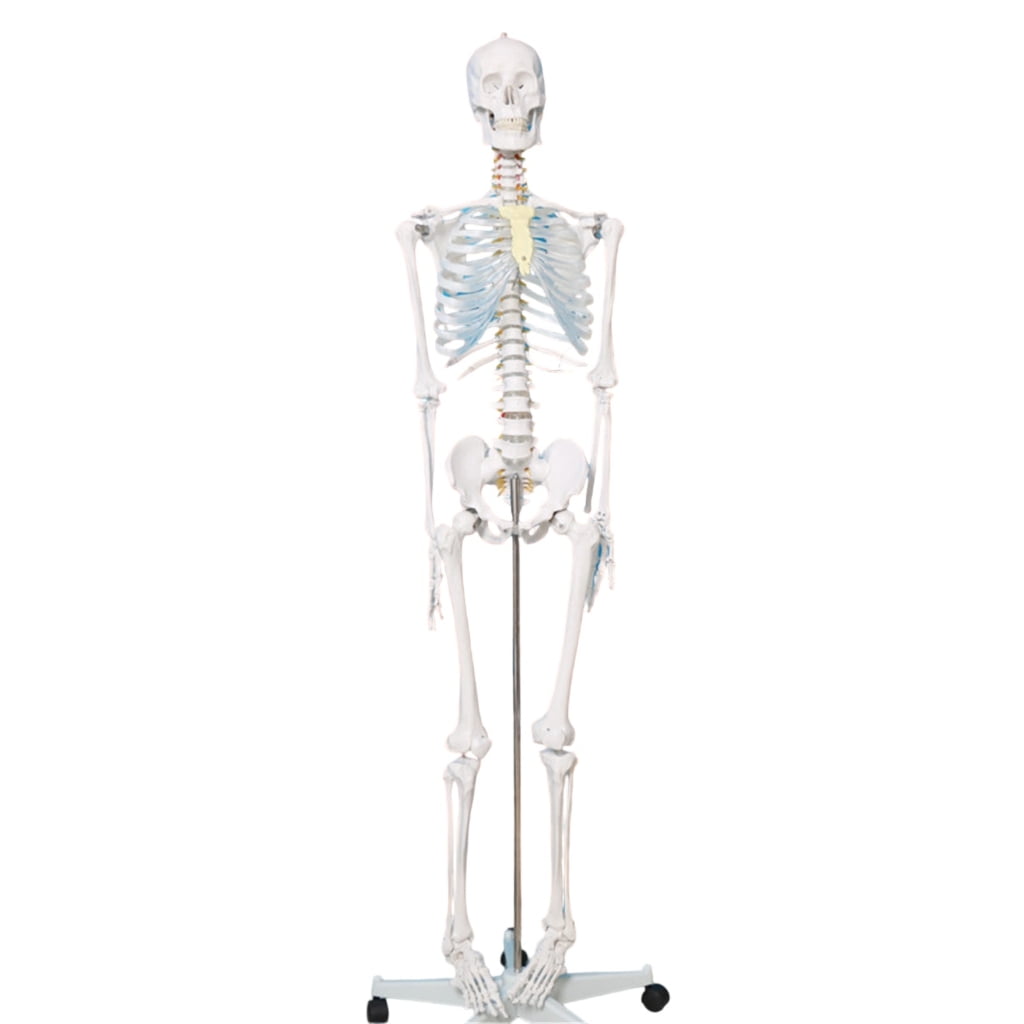 Jesscasday Life Size Human Skeleton Anatomy Model Anatomical Human Bone ...