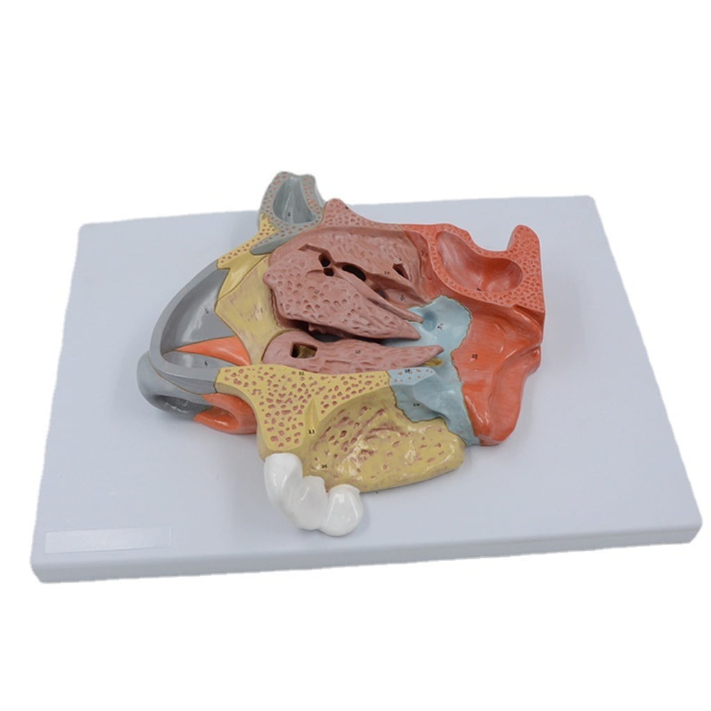 Jesscasday Nasal Cavity Larynx Anatomy Model Human Anatomical Nose ...