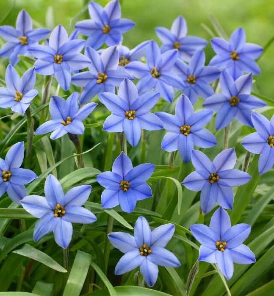 Jessie Spring Starflower Bulbs, Easy to Grow, Fall Planting, Exotic ...