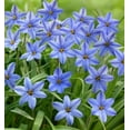 Jessie Spring Starflower Bulbs, Easy to Grow, Fall Planting, Exotic ...