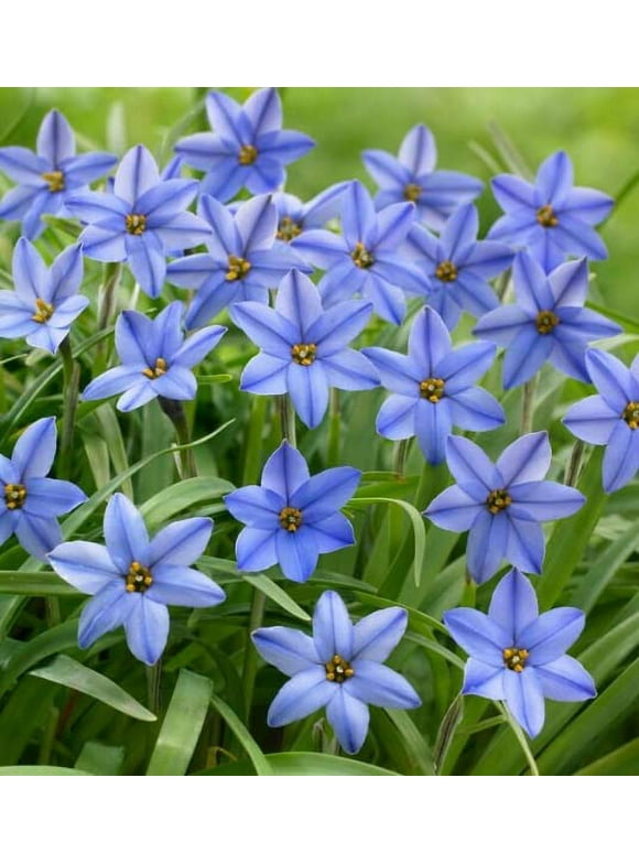 Plant Bulbs in Live Plants - Walmart.com