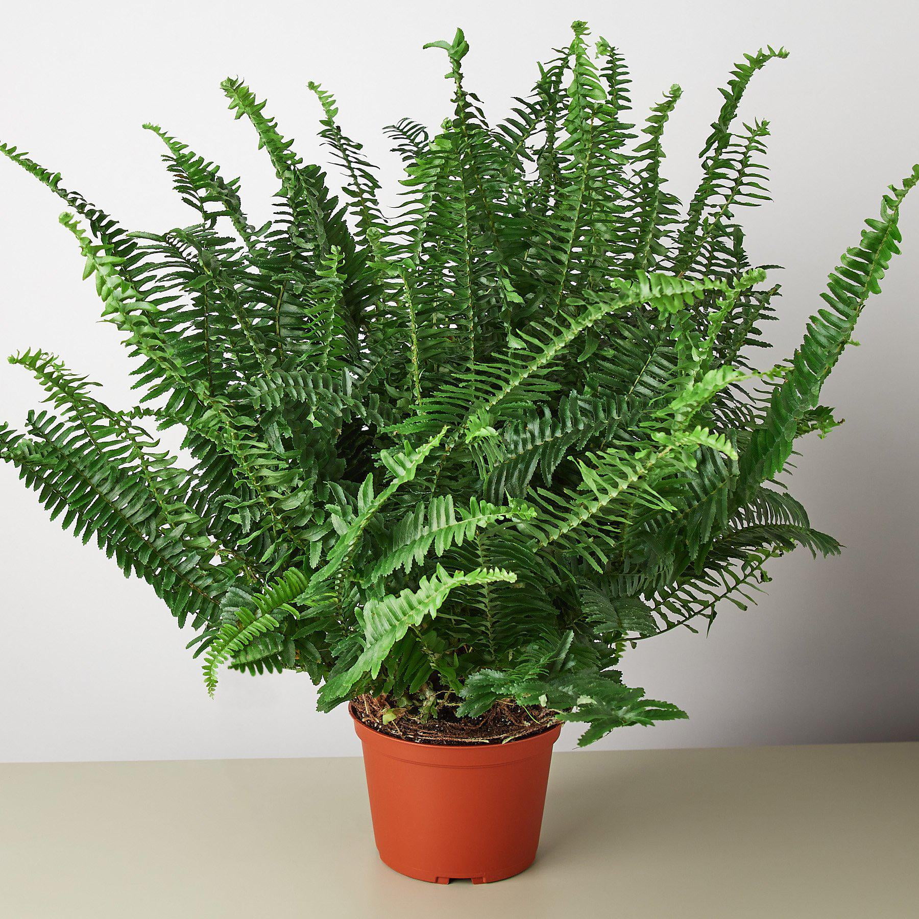 Jester's Crown Fern, 6" Pot, Indoor Houseplant, Easy Care, Live Plant ...