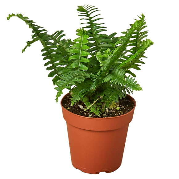 Ferns in Indoor Plants - Walmart.com