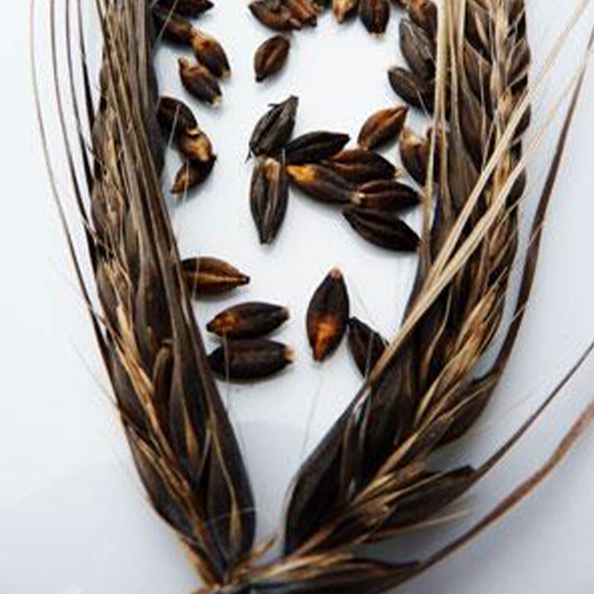 Jet Barley 4 Oz Seeds – Hordeum vulgare – 2-Row Hulless Spring Barley ...