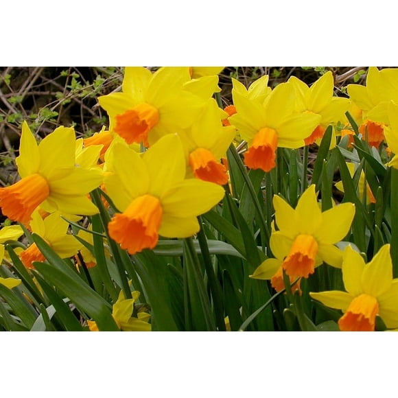 Daffodil Bulbs