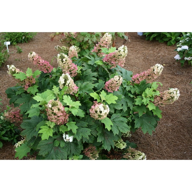 Jetstream™ Oakleaf Hydrangea - Walmart.com