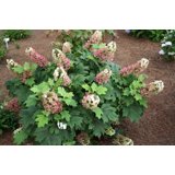Jetstream™ Oakleaf Hydrangea - Walmart.com