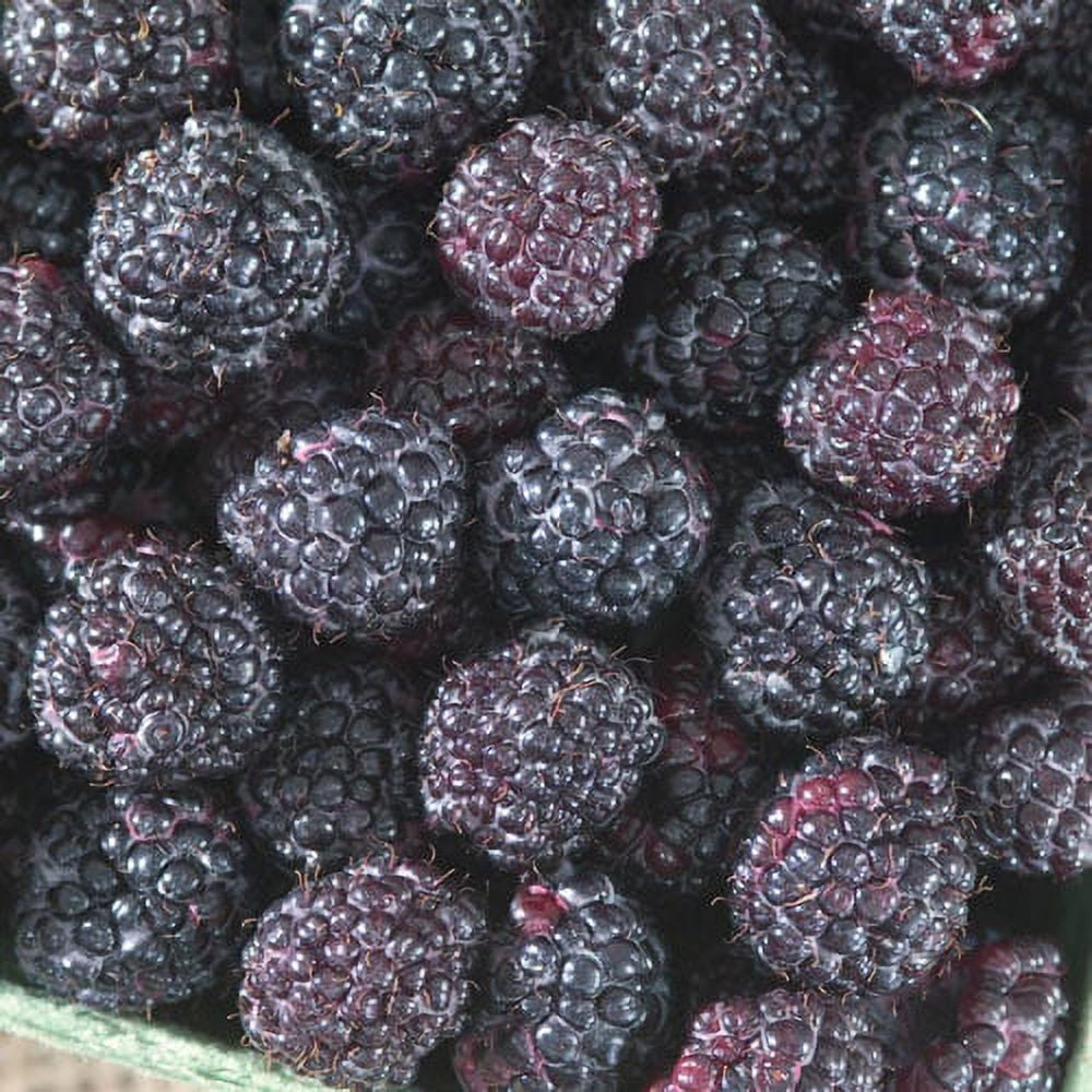 Jewel Black Raspberry (Rubus) Dormant Bare Root Starter Fruiting Plant ...
