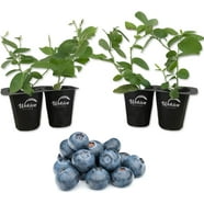 Barbados Cherry Tree - 4 Live Starter Plants in 2 Inch Pots - Malpighia ...