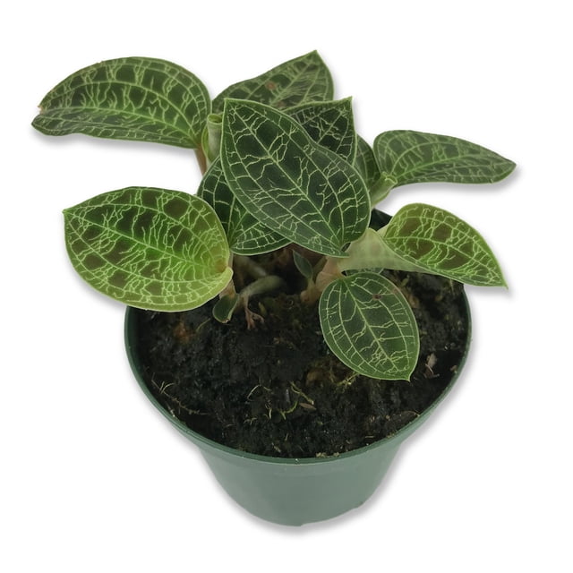 Jewel Orchid - Live Plant in a 3 Inch Pot - Macodes Petola - Stunning ...