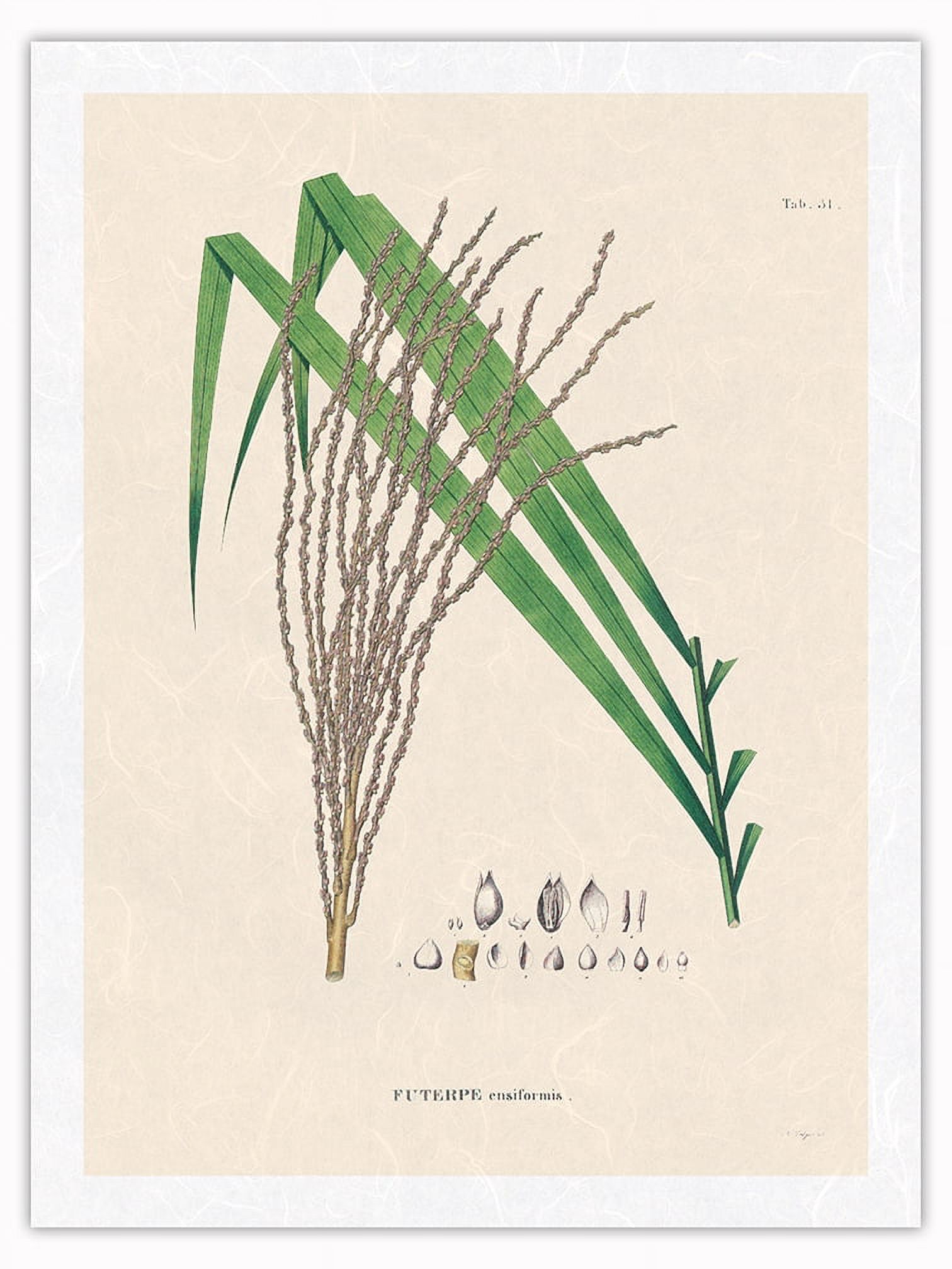 Jibara Palm Tree (Prestoea ensiformis) - Vintage Botanical Illustration ...