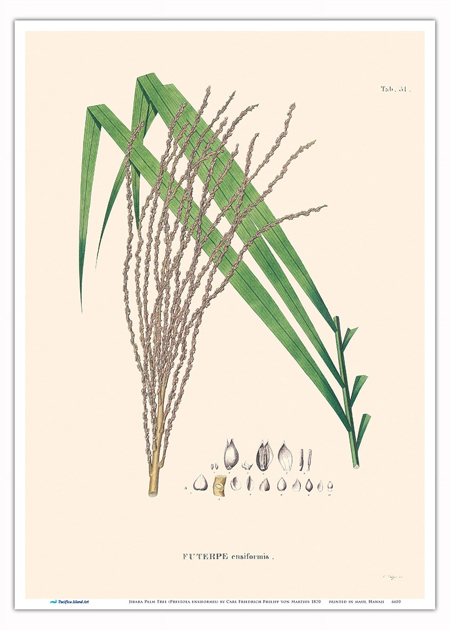Jibara Palm Tree (Prestoea ensiformis) - Vintage Botanical Illustration ...