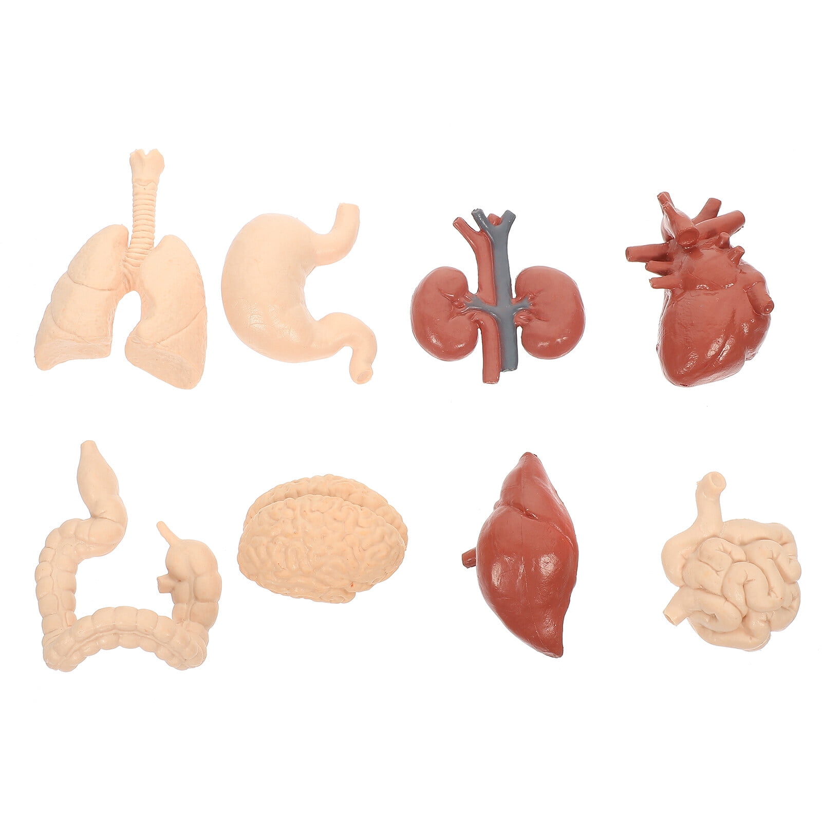 Jibingyi 1 Set of Professional Human Internal Organs Models School ...