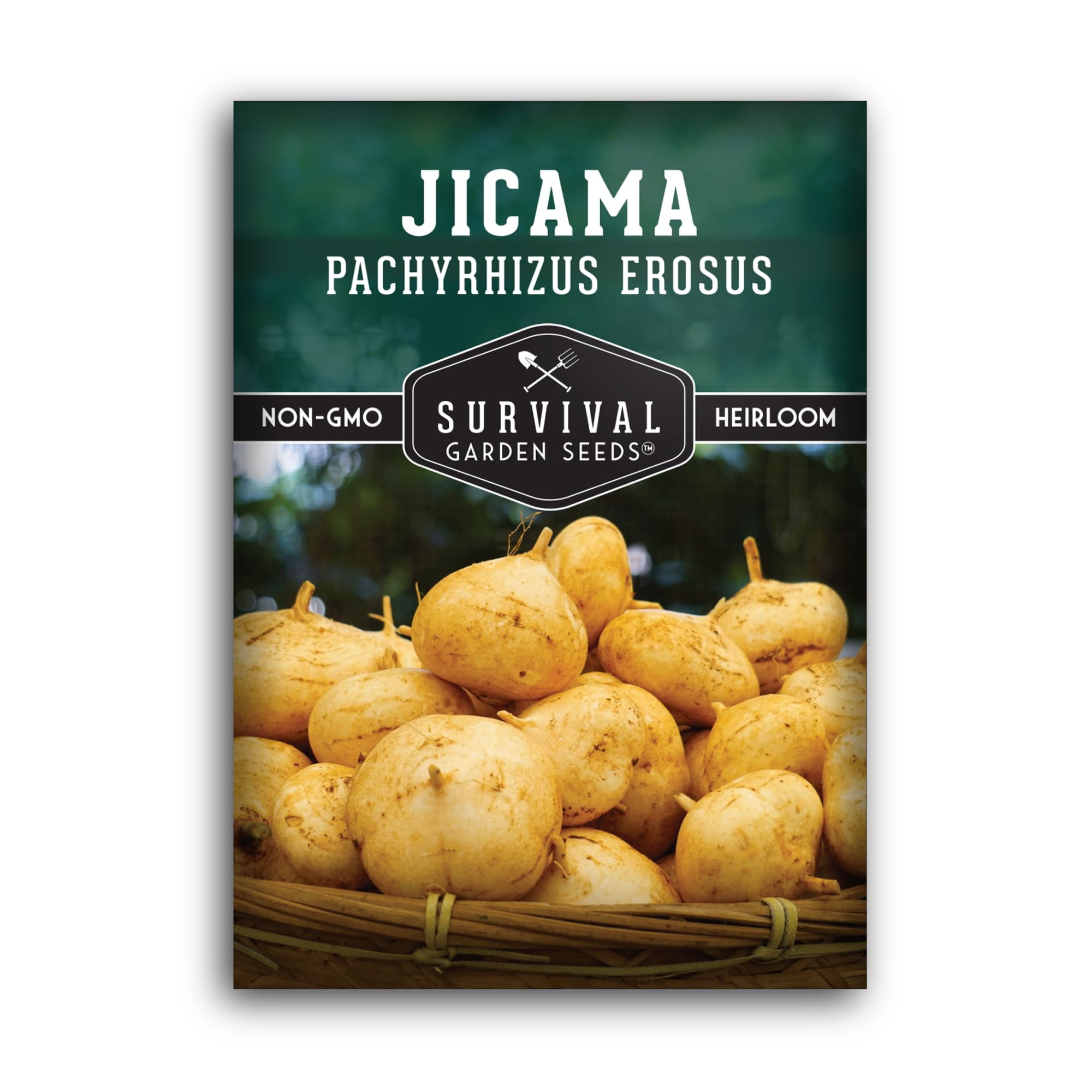 Jicama Seed for TWE5 Planting - 1 Packet with Instructions to Plant and ...