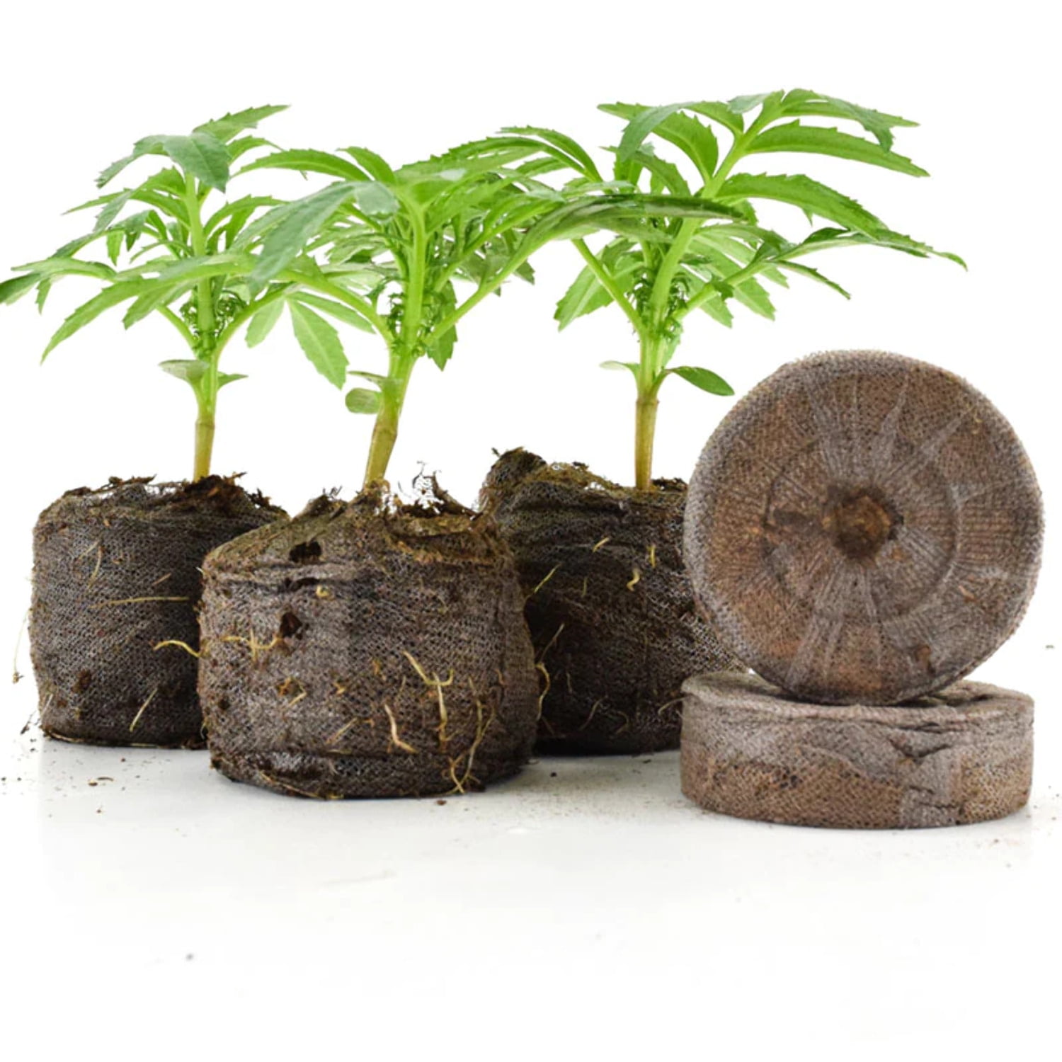 Jiffy Medium Pellets, Peat Pellets for Seed Starting, Add Water to ...