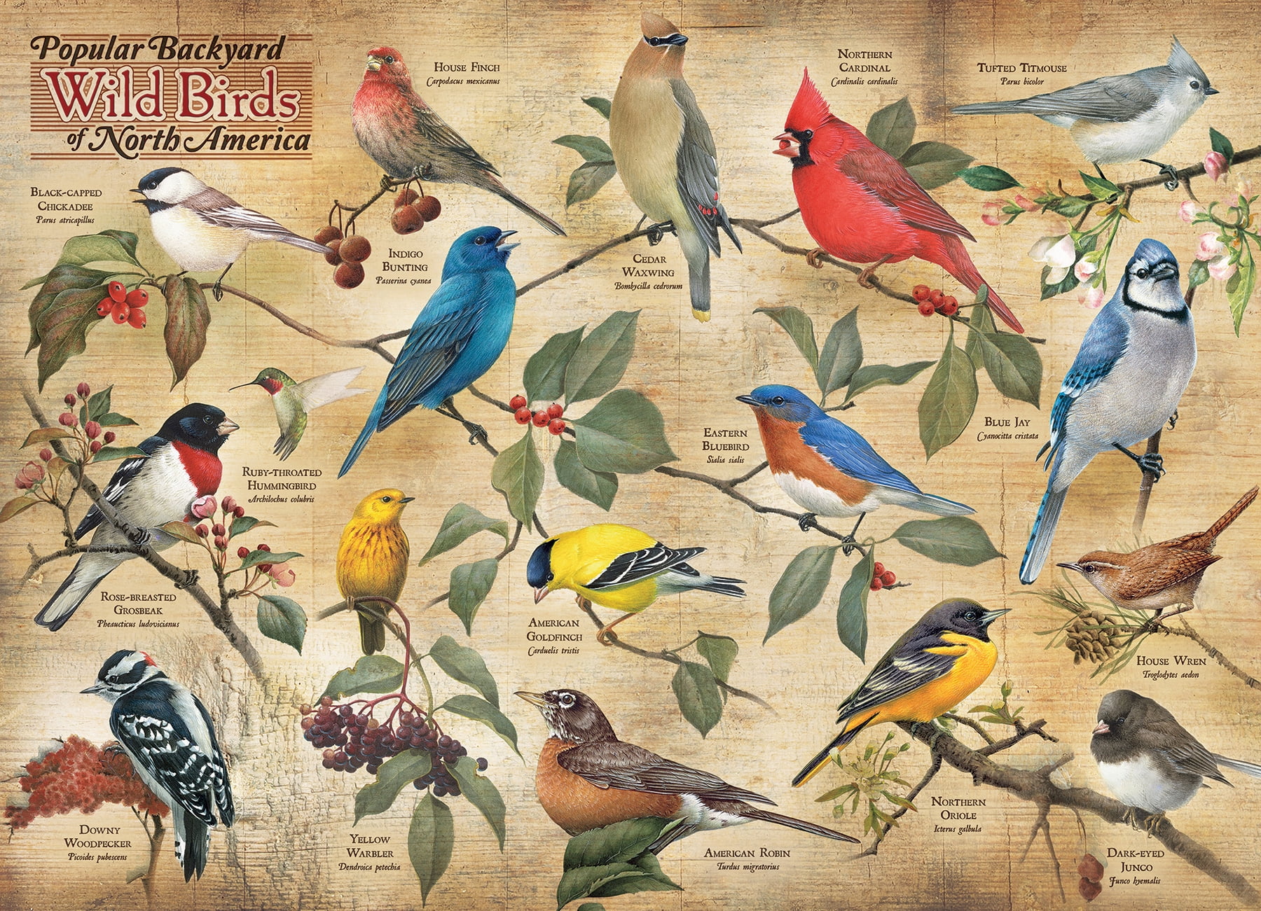 Jigsaw Puzzle 1000 Pieces 26.625"X19.25"-Popular Backyard Birds Of N.a ...