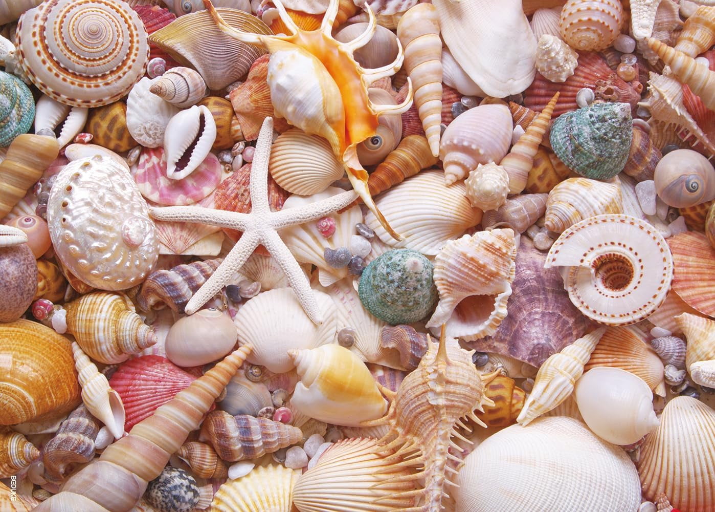 Jigsaw Puzzle 1000 Pieces for Adults Beach Shells Puzzle Thick Sturdy ...