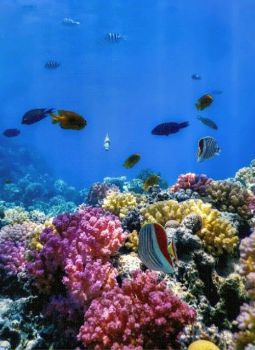 Jigsaw Puzzle 1000 Pieces for Adults Underwater View The Coral Reef Tropical Waters Puzzles Gift ...