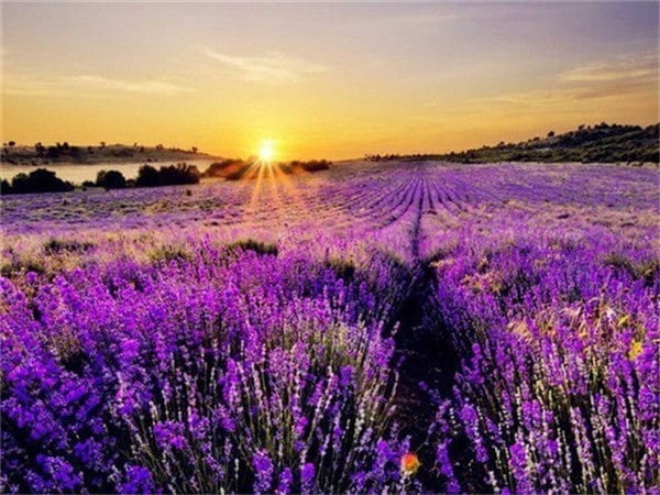 Jigsaw Puzzle for Adults - 1000 Piece - Lavender Fields Jigsaw Puzzle ...