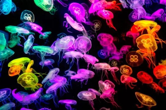 Jigsaw Puzzle for Adults - 500 Piece - Jellyfish In Neon Light Jigsaw ...