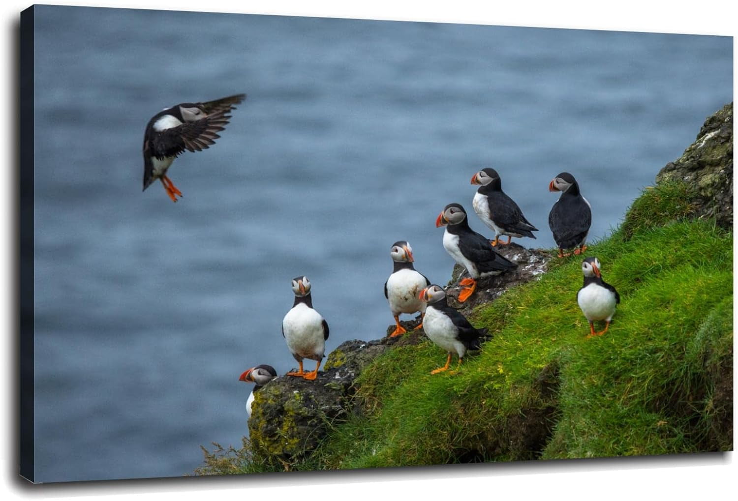 Jigsaw Puzzle for Adults -Puffins On Faroe Islands and Iceland During ...
