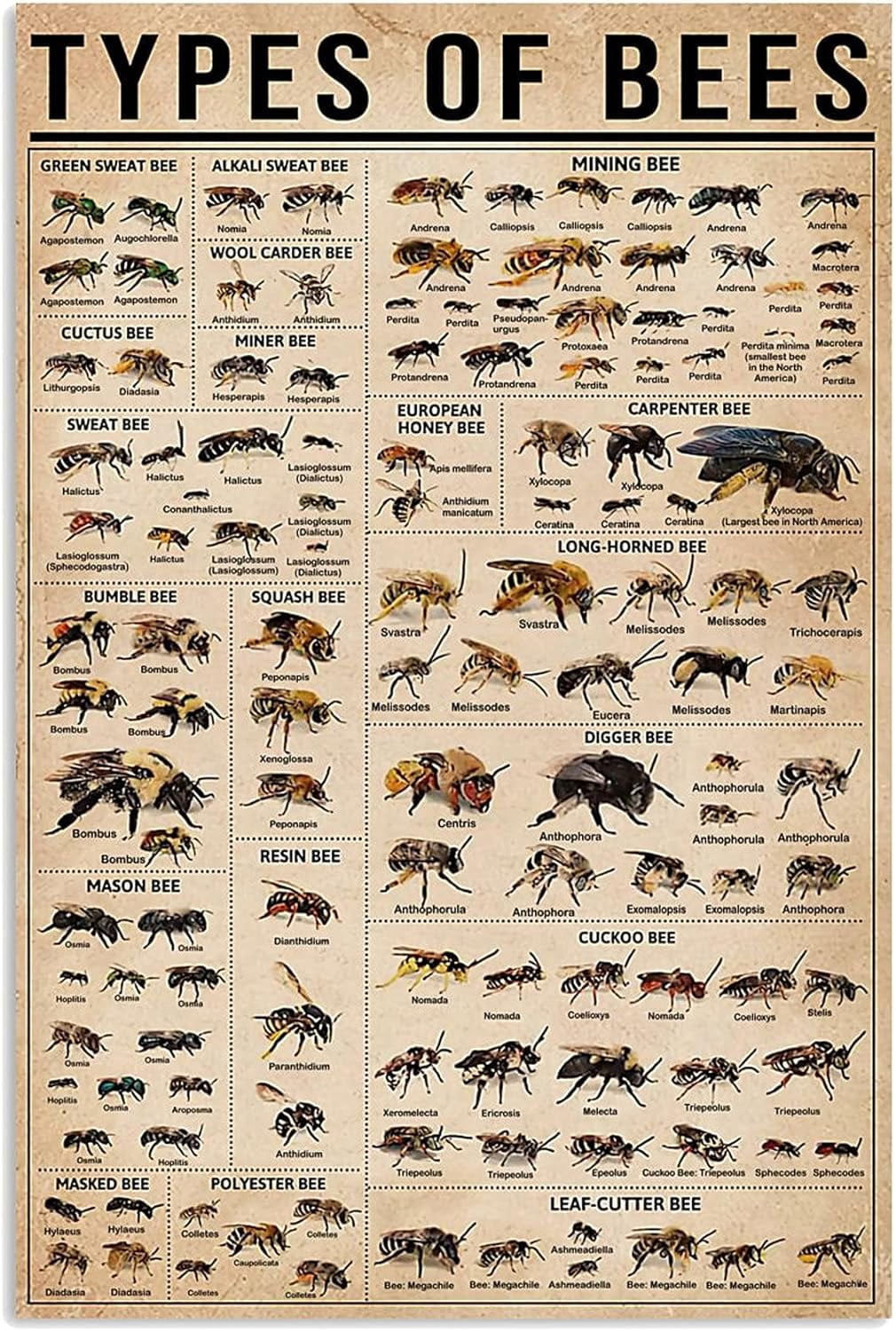 Jigsaw Puzzle Bee Types Types of Bee Knowledge Wooden Puzzles ，Puzzle ...