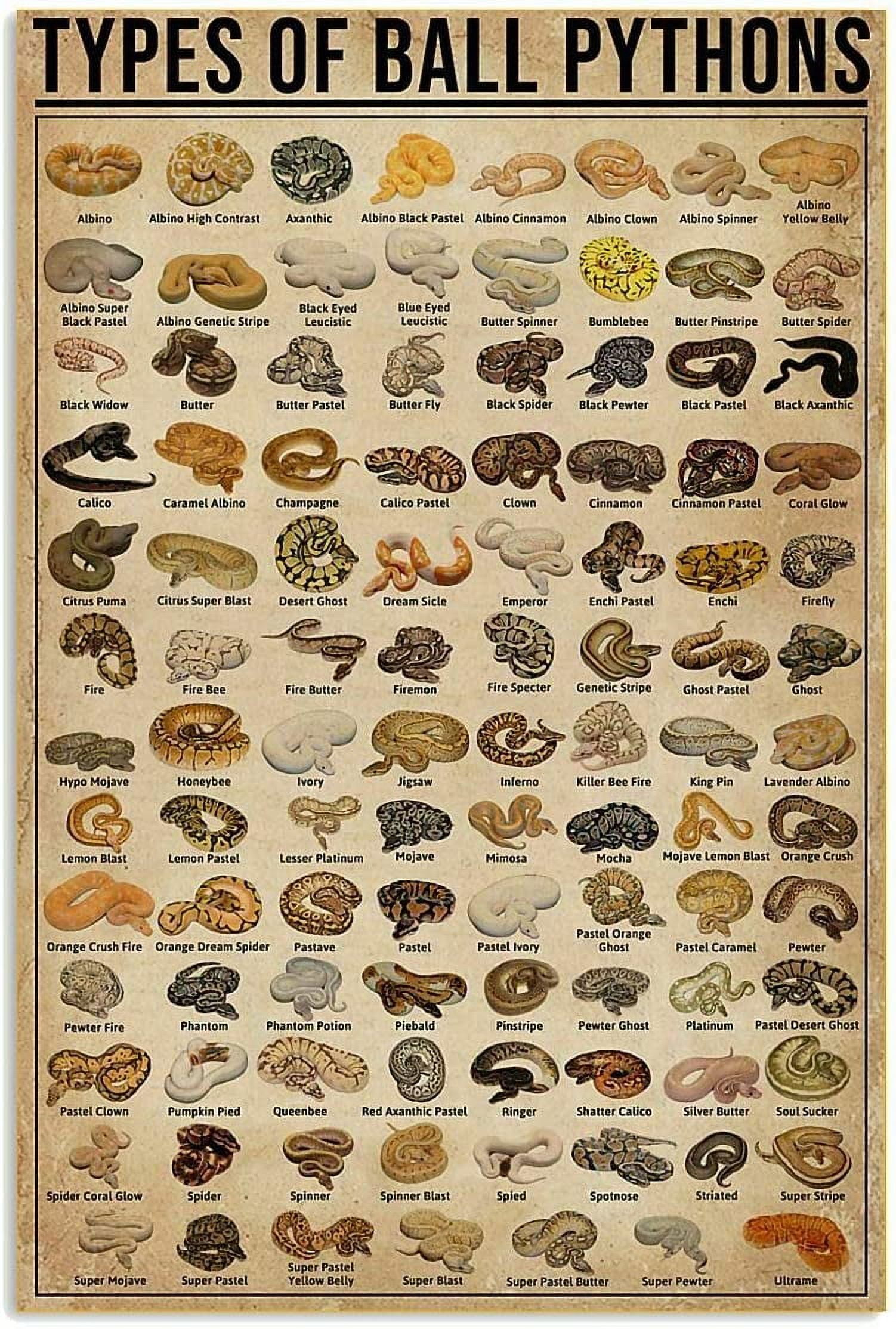 Jigsaw Puzzle Types of Ball Pythons Wooden Puzzles ，Puzzle for Adults ...
