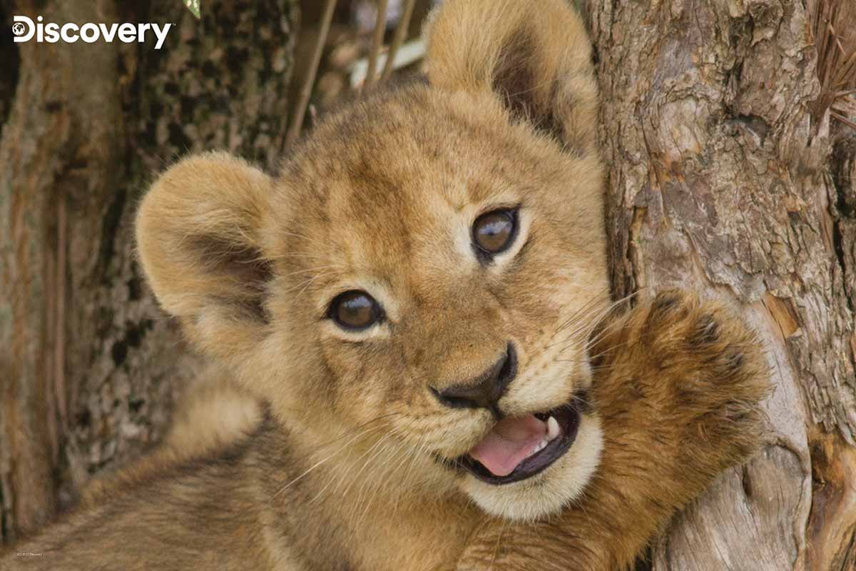 Jigsaw Puzzle for Adults 1000 Piece Lion Cub - Discovery Wooden Puzzles ...