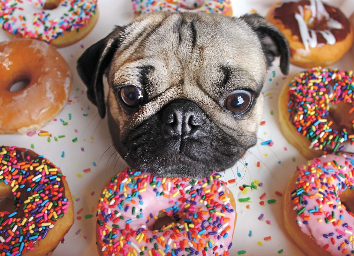 Jigsaw Puzzle for Adults 300 Piece Doug the Pug Wooden Puzzles 15.7 X ...