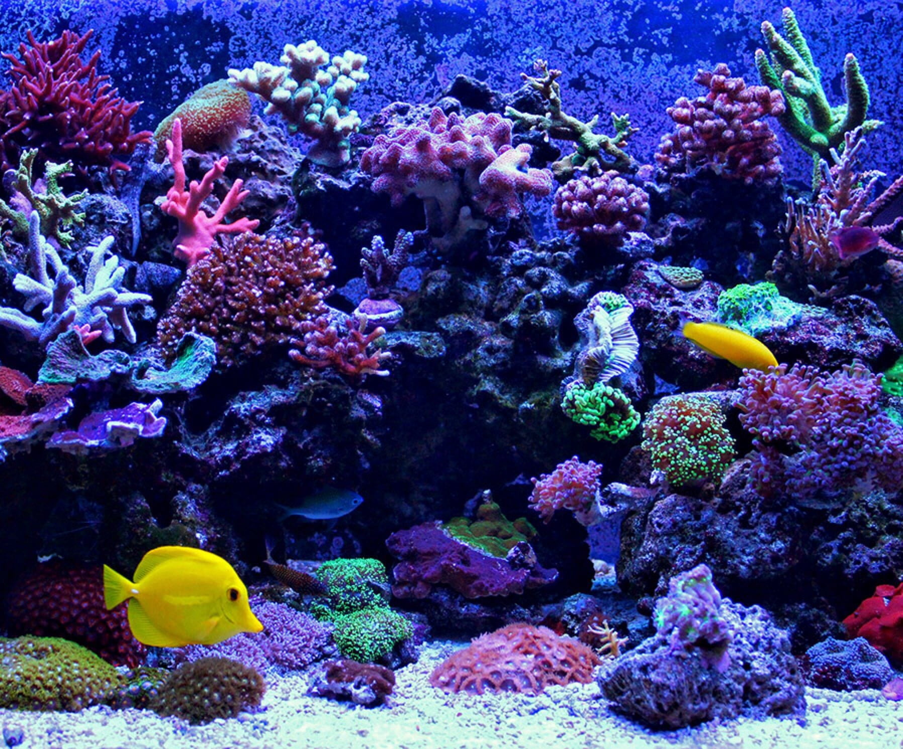 Jigsaw Puzzle for Adults - 300 Piece - Ocean Life Jigsaw Puzzle, Autism ...
