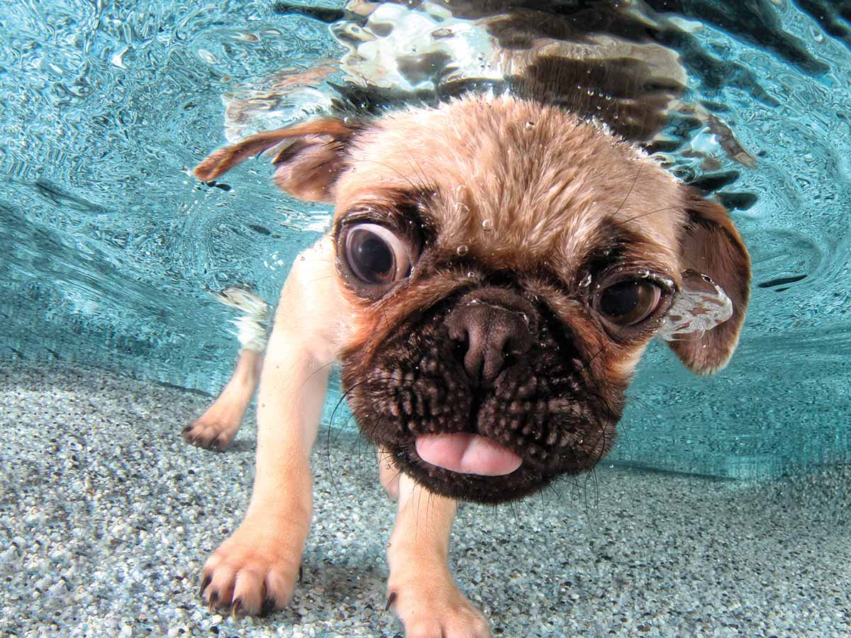 Jigsaw Puzzle for Adults 500 Piece Underwater Dogs Iggy Wooden Puzzles ...