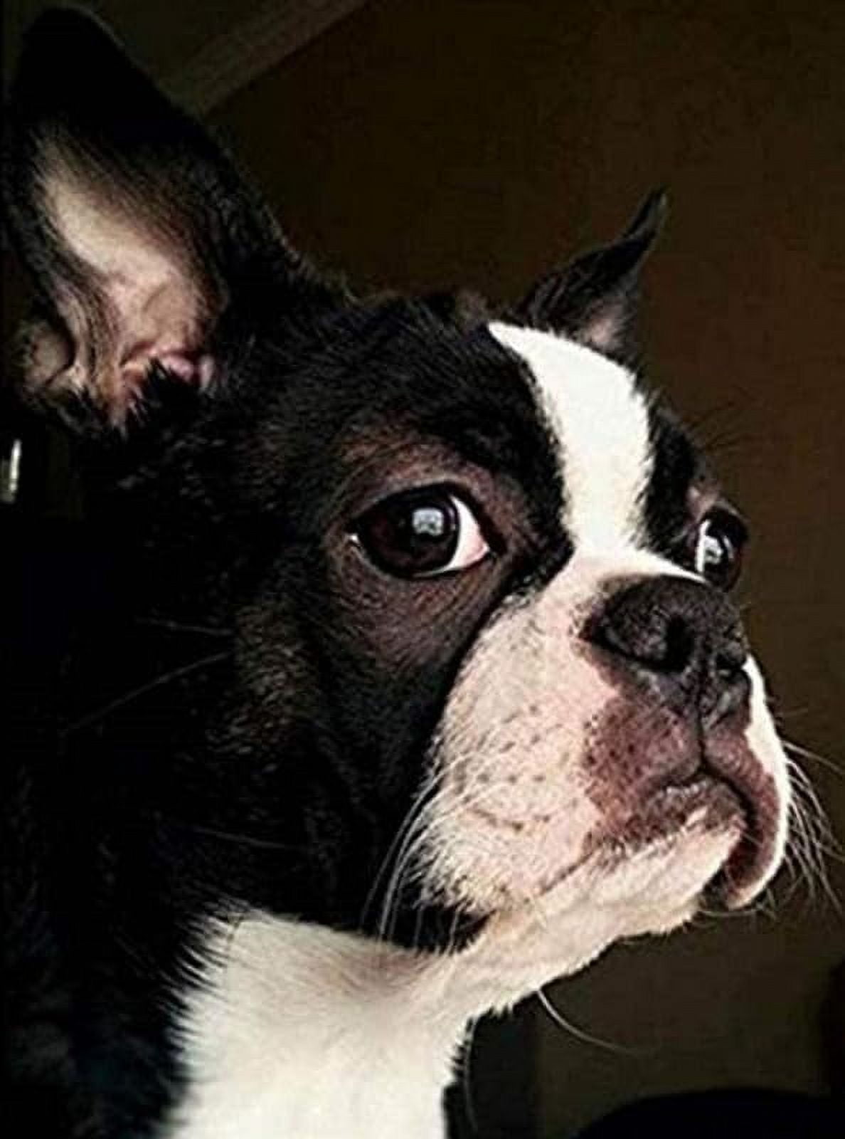 Jigsaw Puzzle for Adults, Dog Boston Terrier Challenging Educational ...